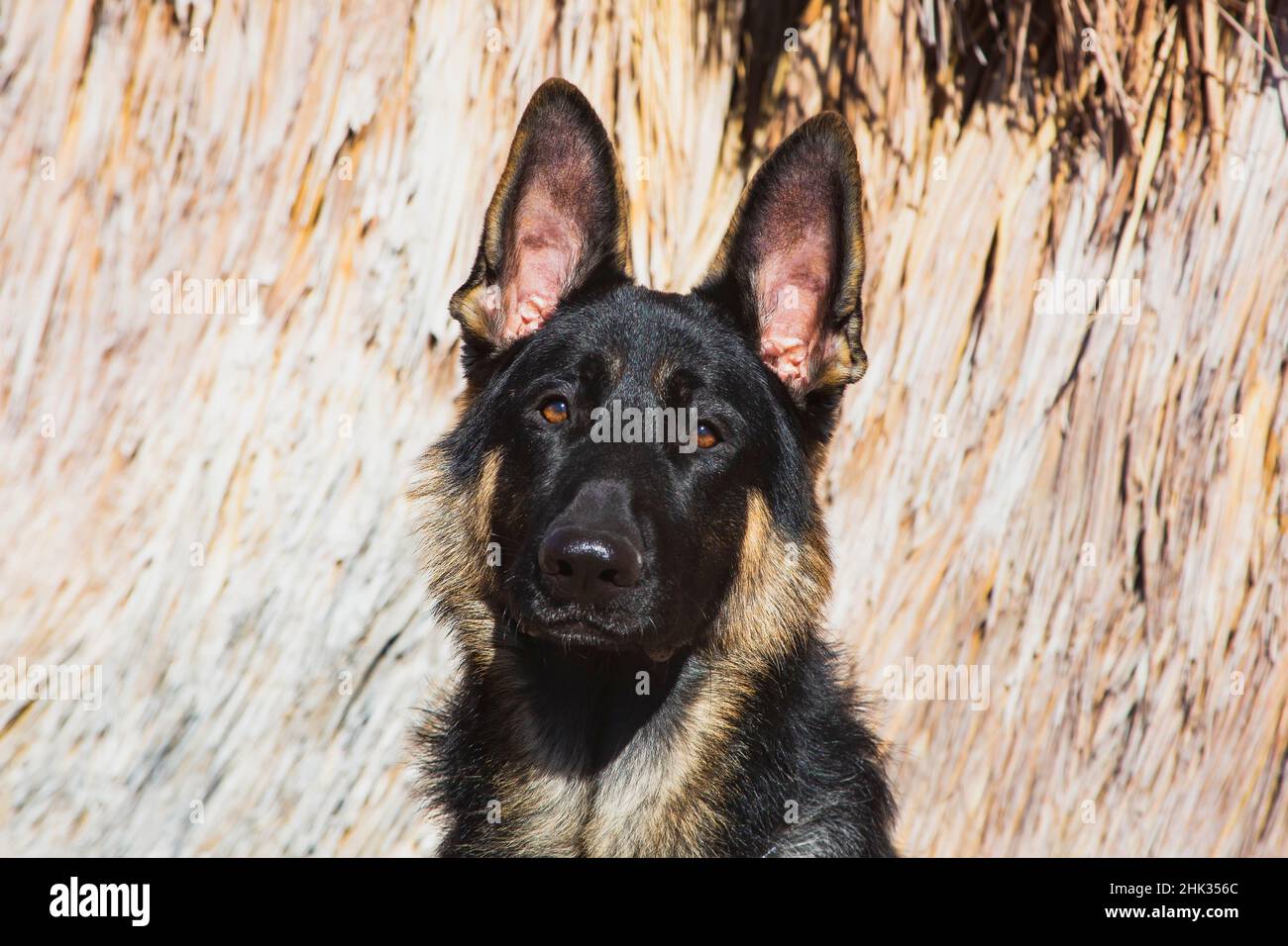 German Shepherd in the Coachella Valley, California Stock Photo - Alamy