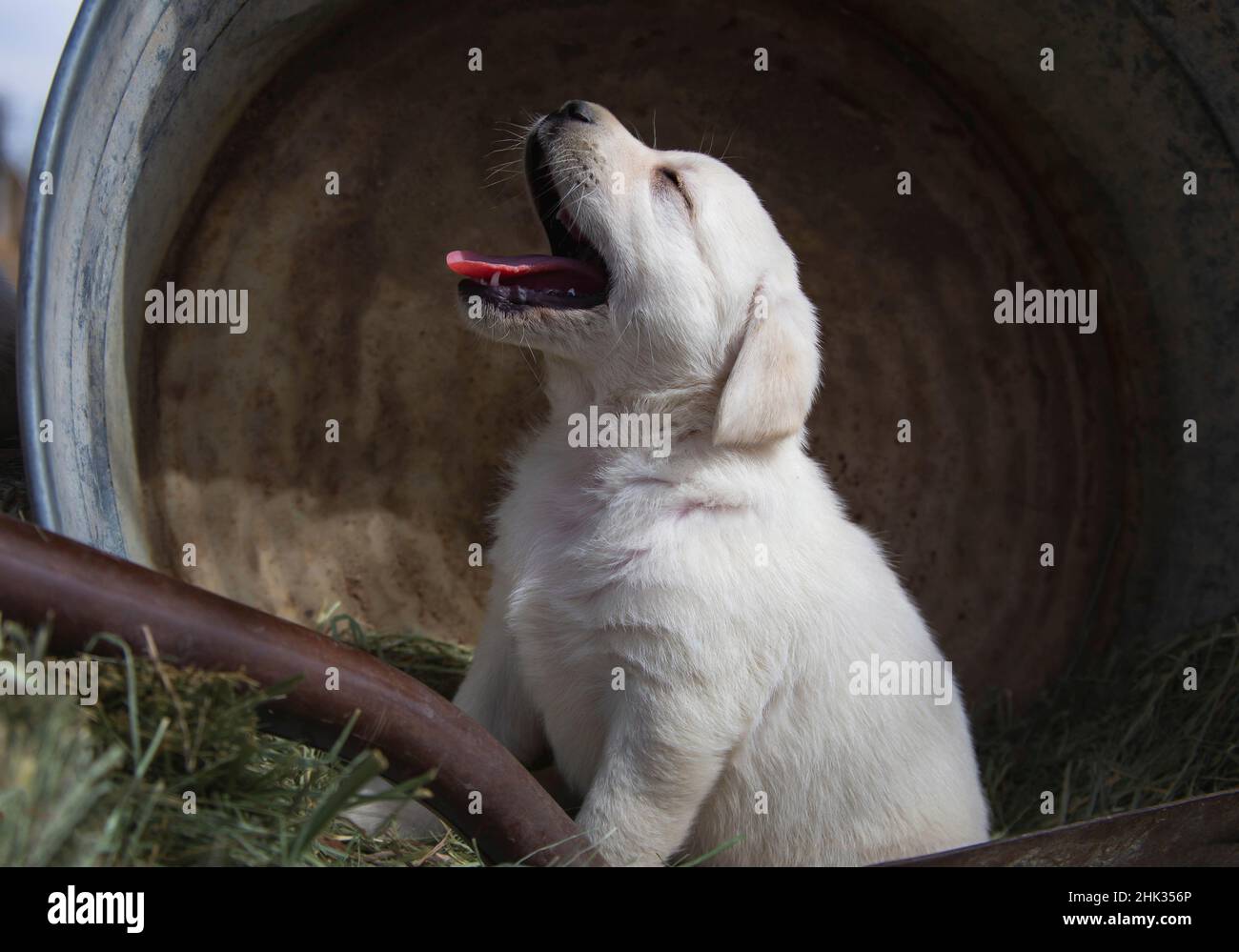 Labrador retriever puppy Stock Photo - Alamy