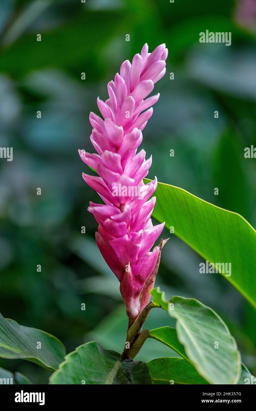 Pink Cone Ginger Stock Photo - Alamy