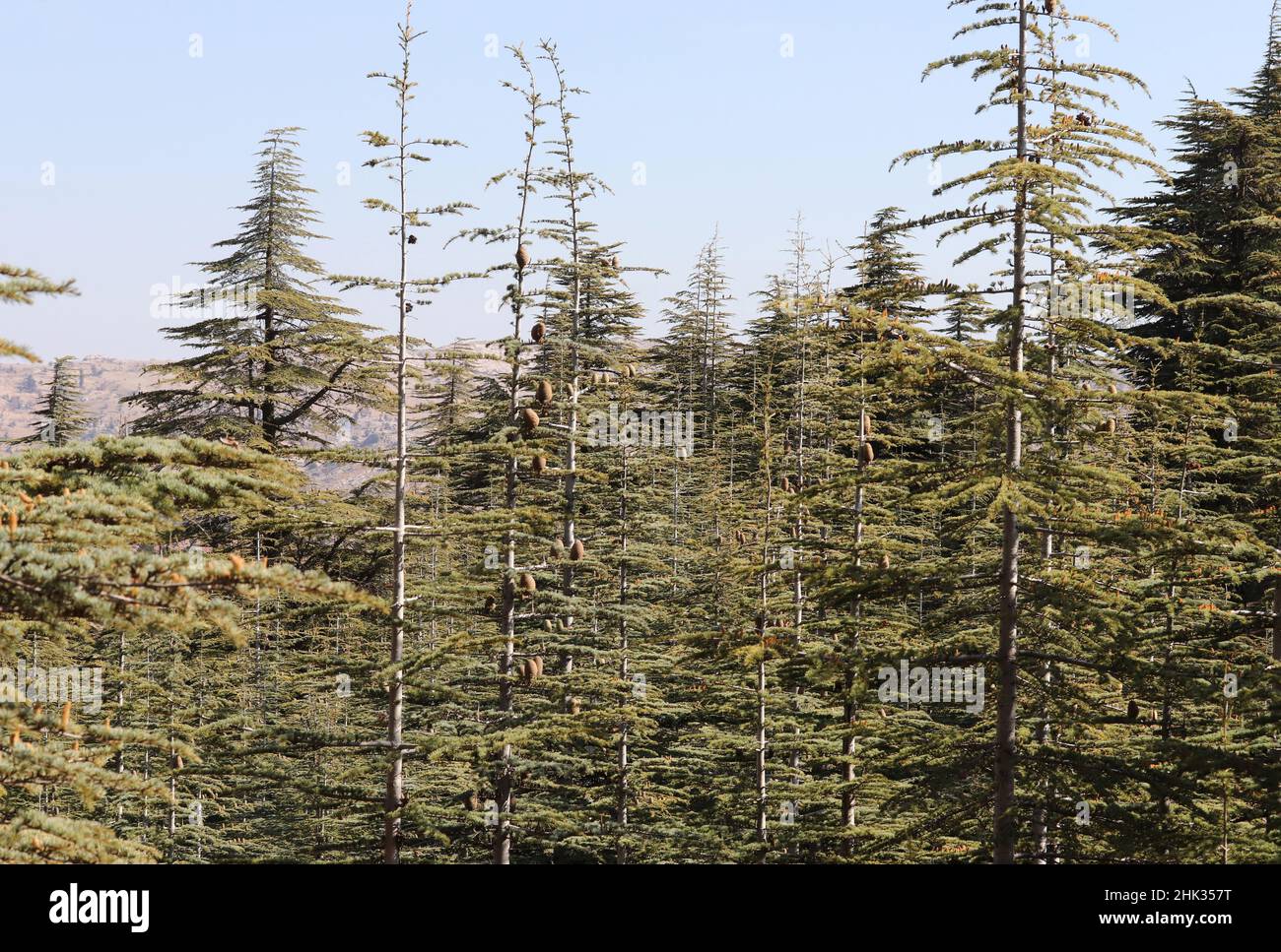 Nature forest landscape. Tar forest Stock Photo - Alamy