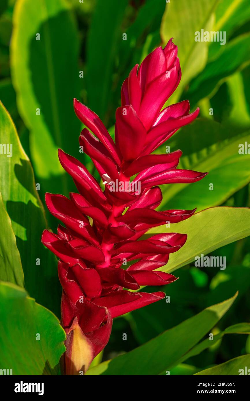 Red Ginger plant Stock Photo - Alamy