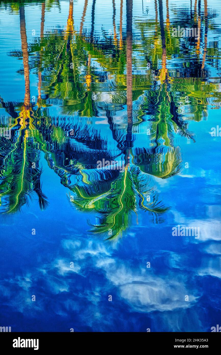 Palm trees reflection in water hi-res stock photography and images - Alamy