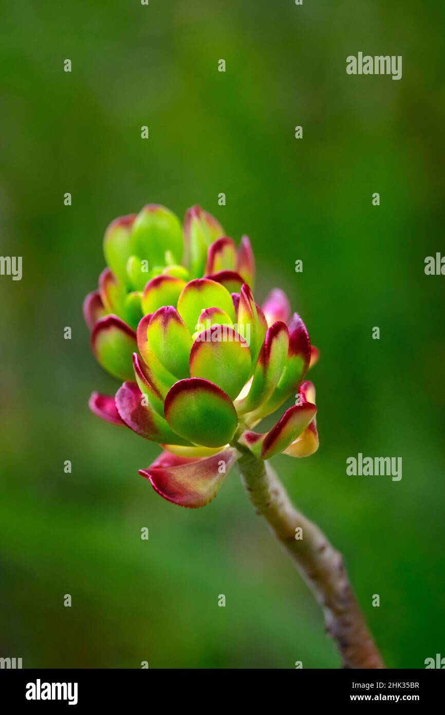 Sedum dendroideum hi-res stock photography and images - Alamy