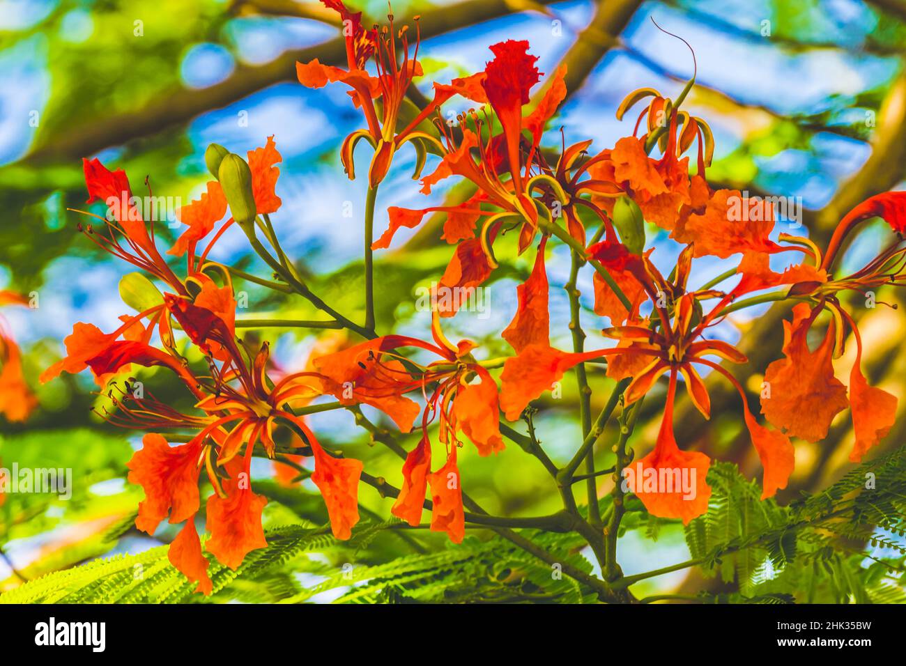 Red flame flowers, Moorea, Tahiti, French Polynesia. Native to ...