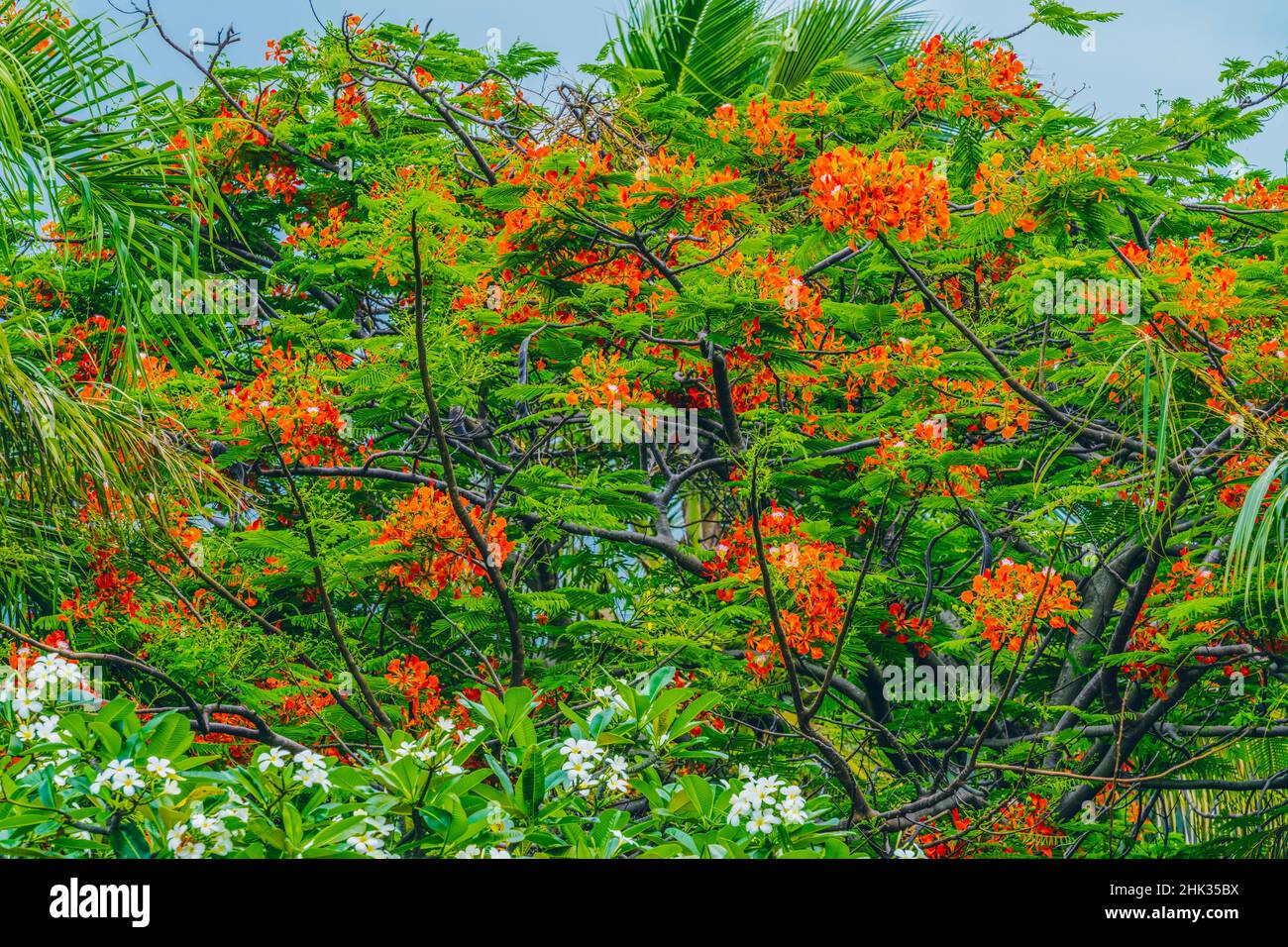 Red flame tree, Moorea, Tahiti, French Polynesia. Native to Madagascar ...