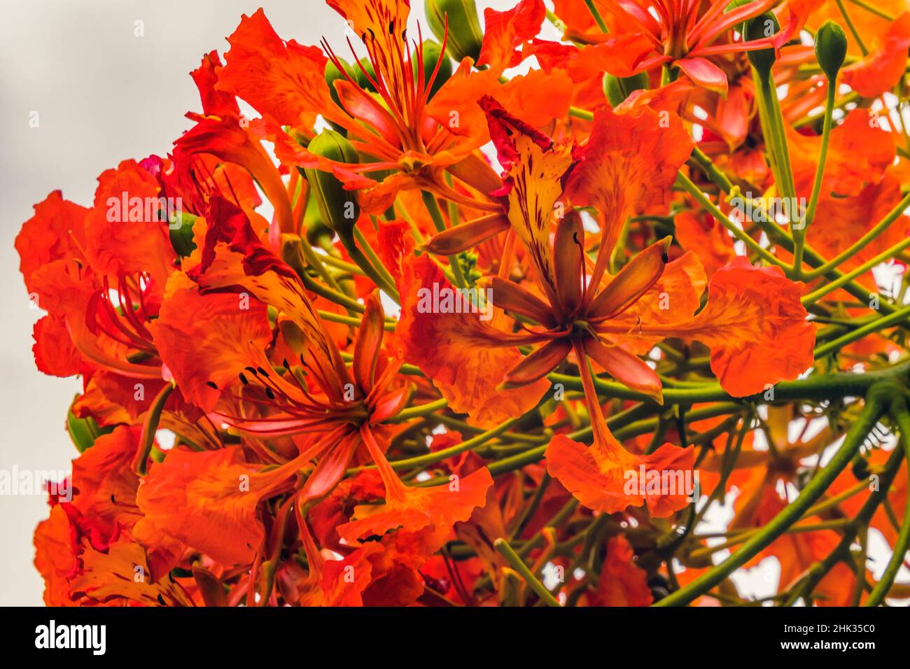 Red flame flowers, Moorea, Tahiti, French Polynesia. Native to ...
