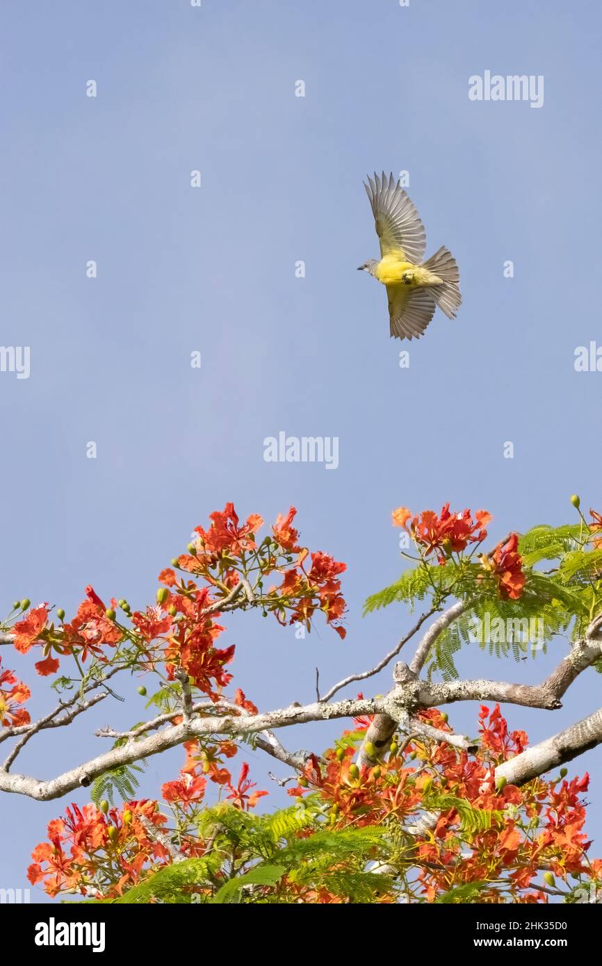Belize, Central America. Couch's Kingbird in flight Stock Photo - Alamy