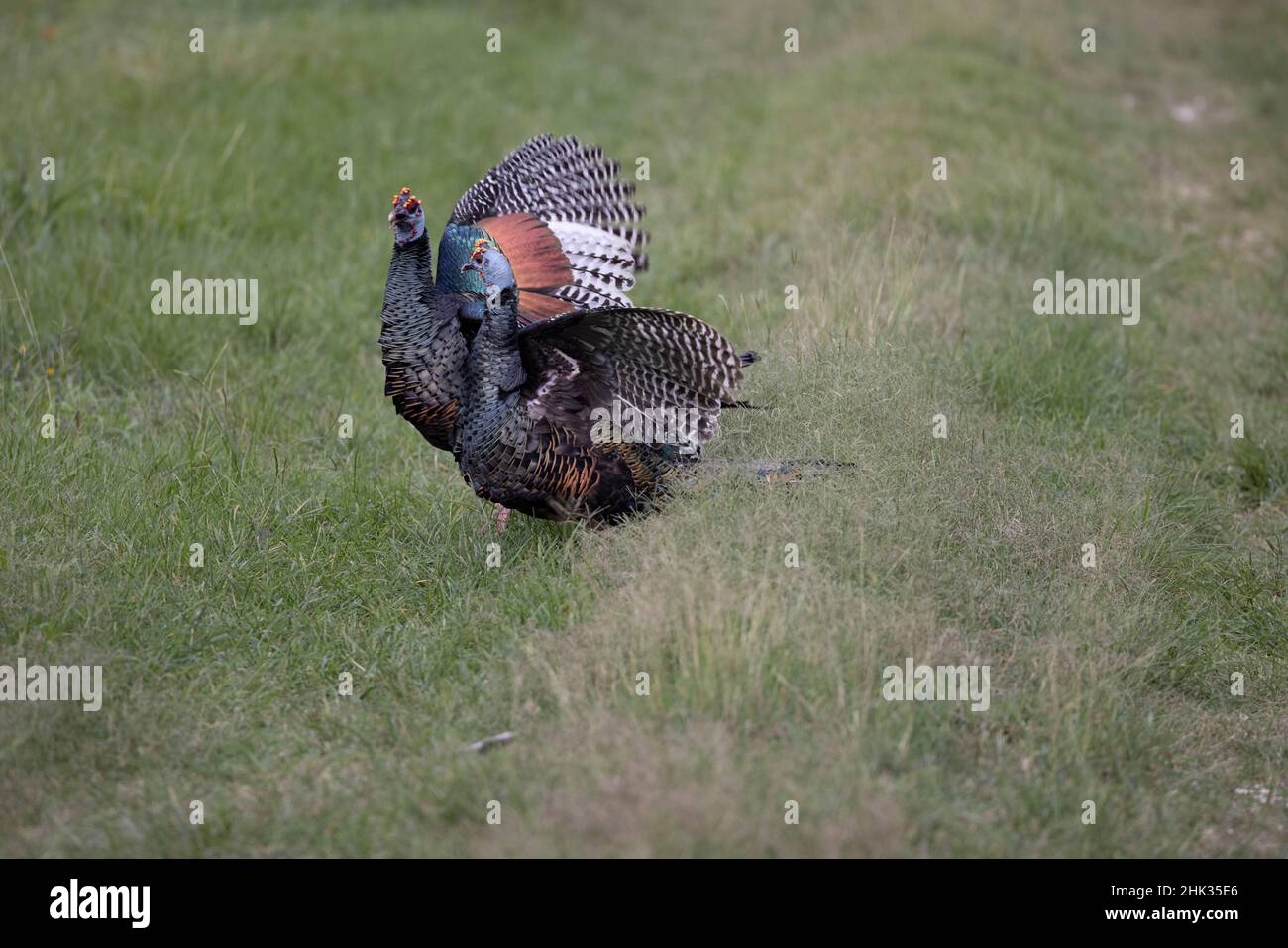 Turkeys fighting hi-res stock photography and images - Alamy