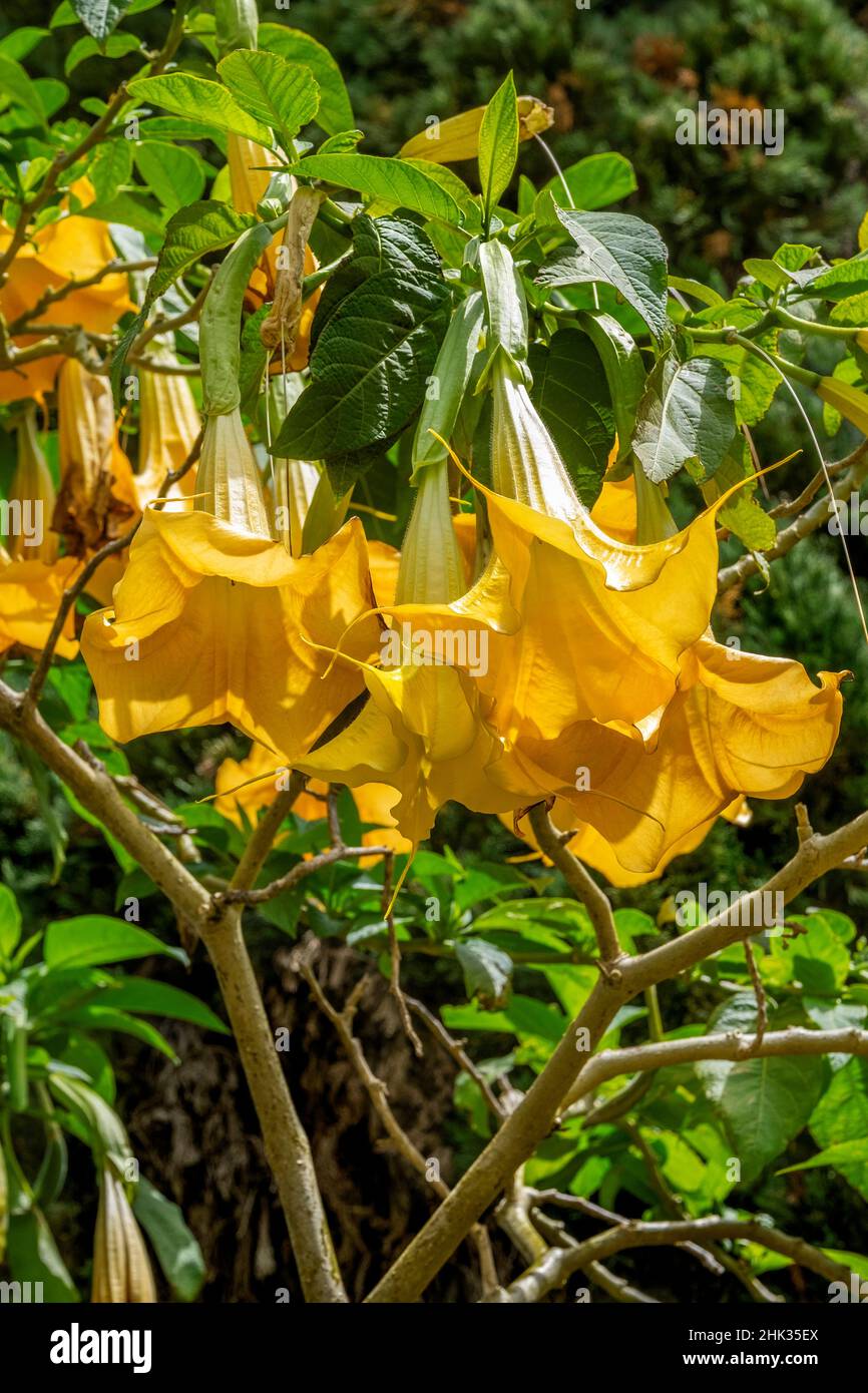 Yellow Angel's Trumpet Stock Photo - Alamy