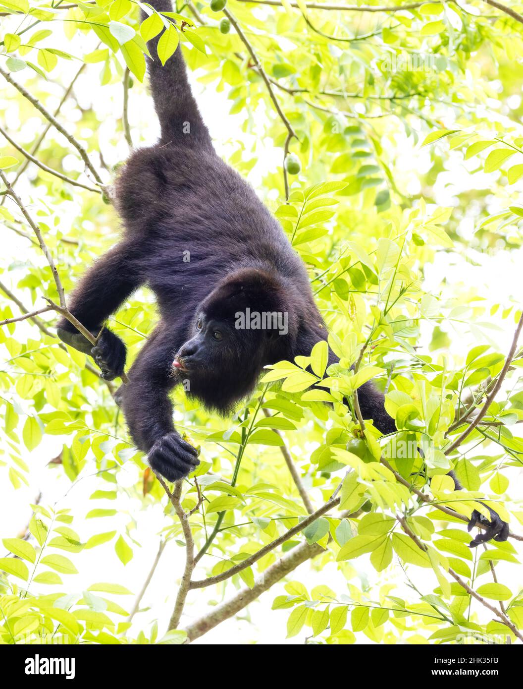 Belize, Central America. Howler Monkey. Their howling can travel up to ...