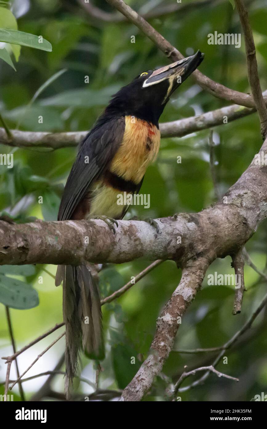 Belize, Central America. Collared Aracari Stock Photo - Alamy