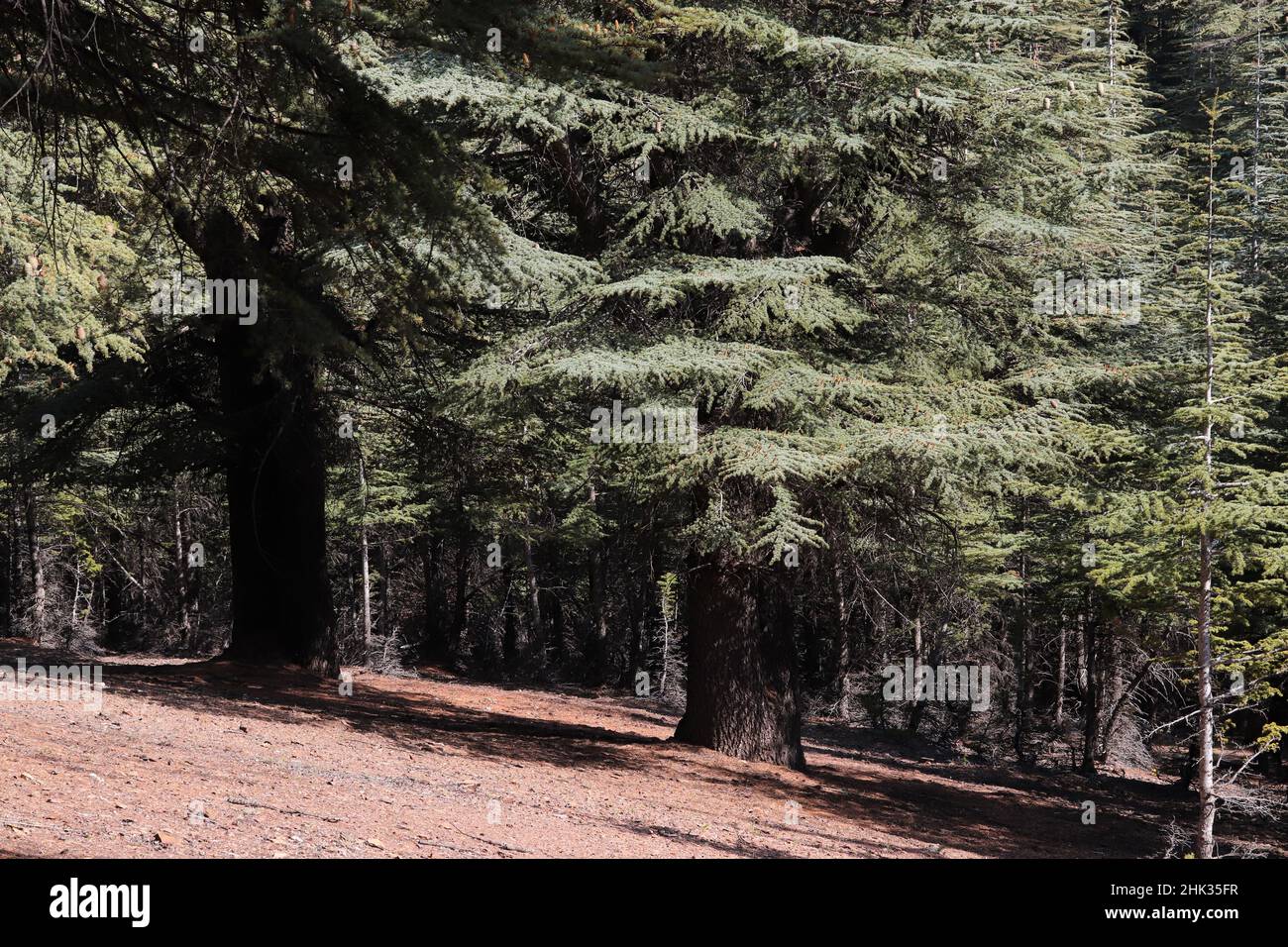 Nature forest landscape. Tar forest Stock Photo - Alamy