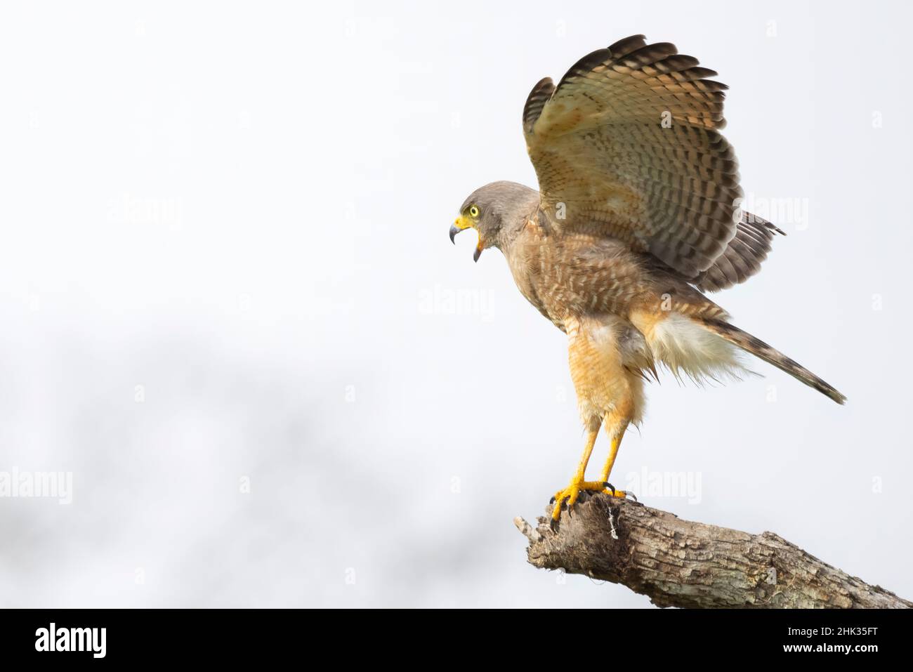 Belize, Central America. The ubiquitous Roadside Hawk Stock Photo - Alamy