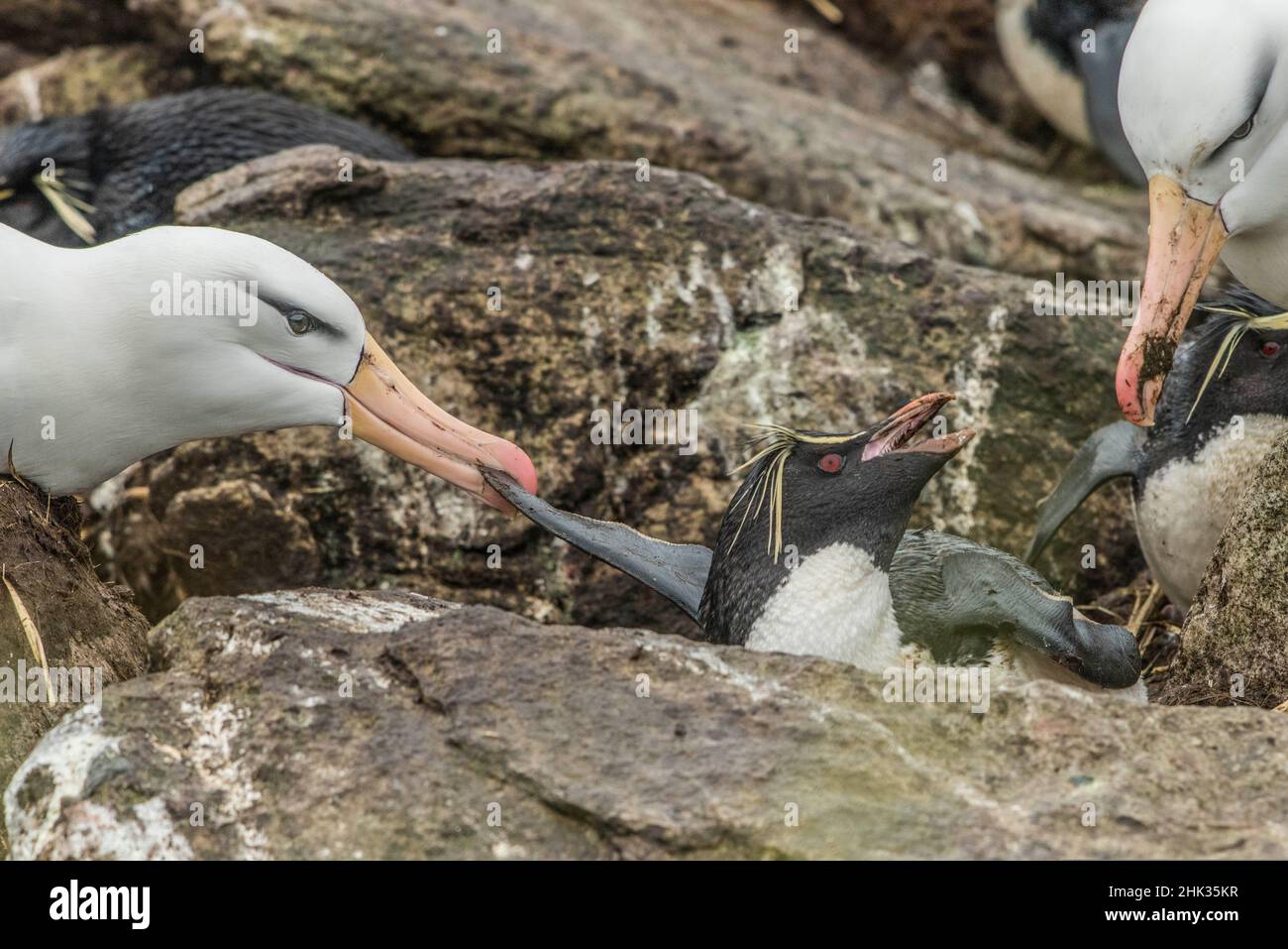 Fighting albatross hi-res stock photography and images - Alamy