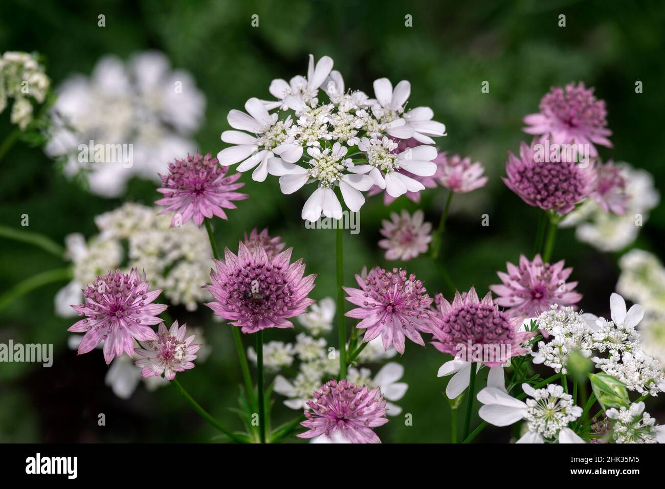 Greater masterwort astrantia major hi-res stock photography and images ...