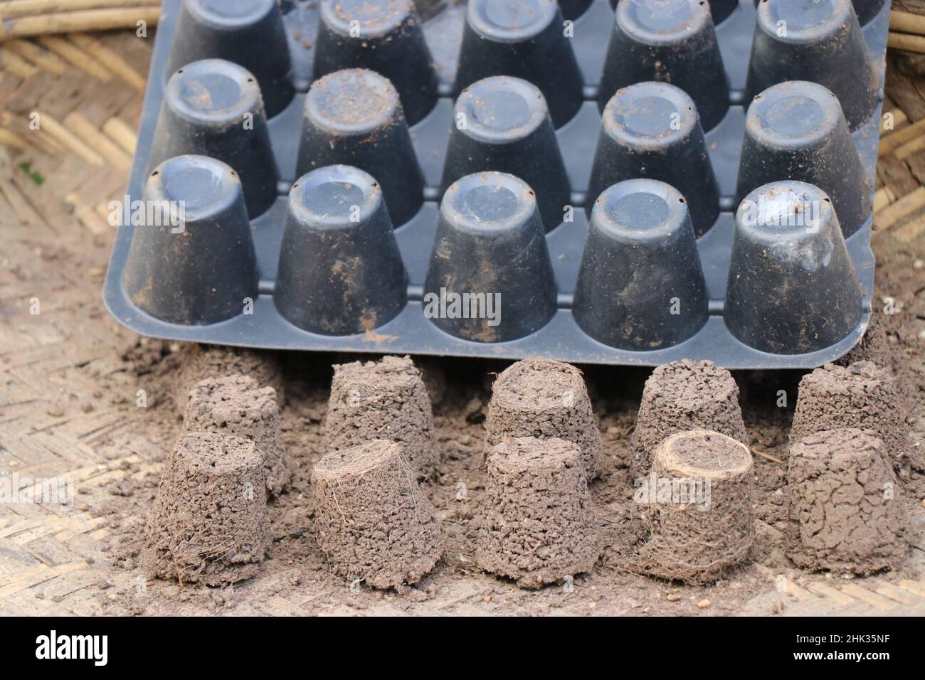 Germination process hi-res stock photography and images - Alamy