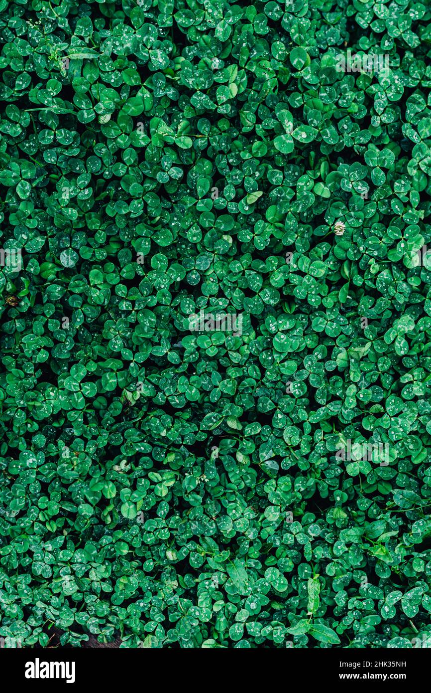 Backdrop of vertical leaves hi-res stock photography and images - Alamy