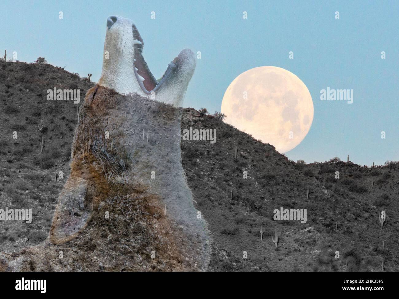 USA, Arizona. Howling coyote and full moon photo montage Stock Photo ...