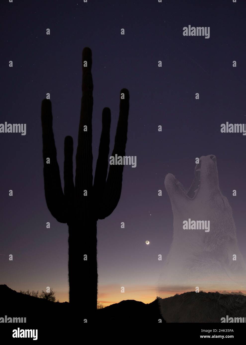 USA, Arizona. Montage of ghost coyote and saguaro silhouette with ...