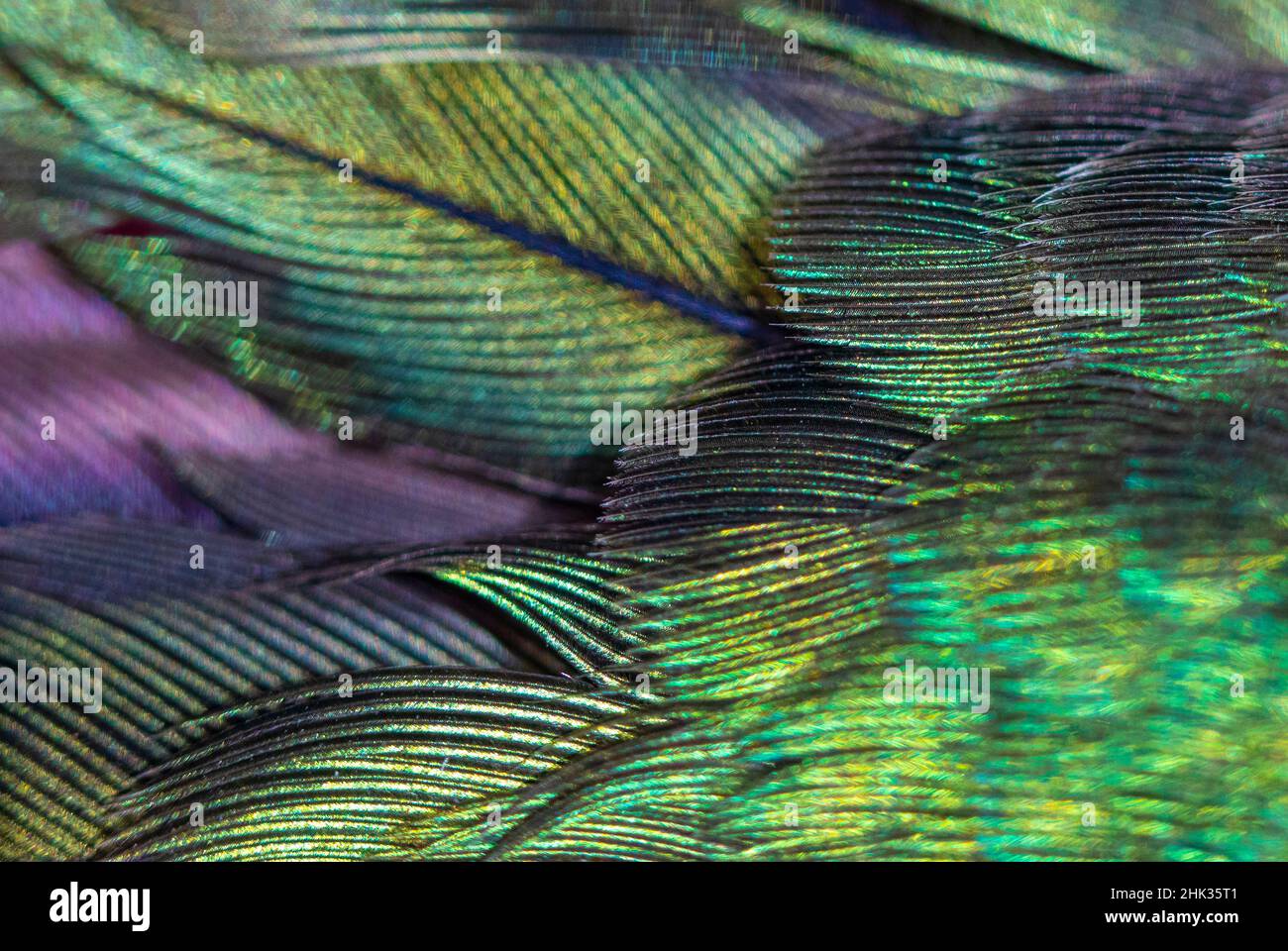 USA, Arizona. Close-up of hummingbird feathers Stock Photo - Alamy