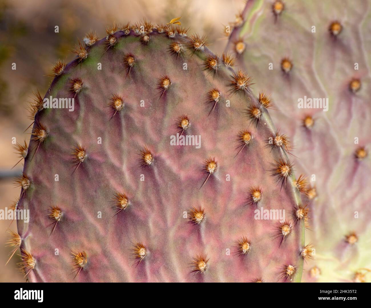 USA, Arizona, Phoenix. Needle clusters on a paddle of prickly pear ...