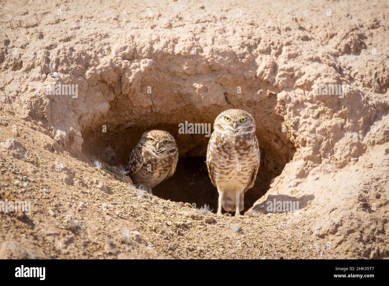USA, Arizona. Two burrowing owls at burrow entrance Stock Photo - Alamy
