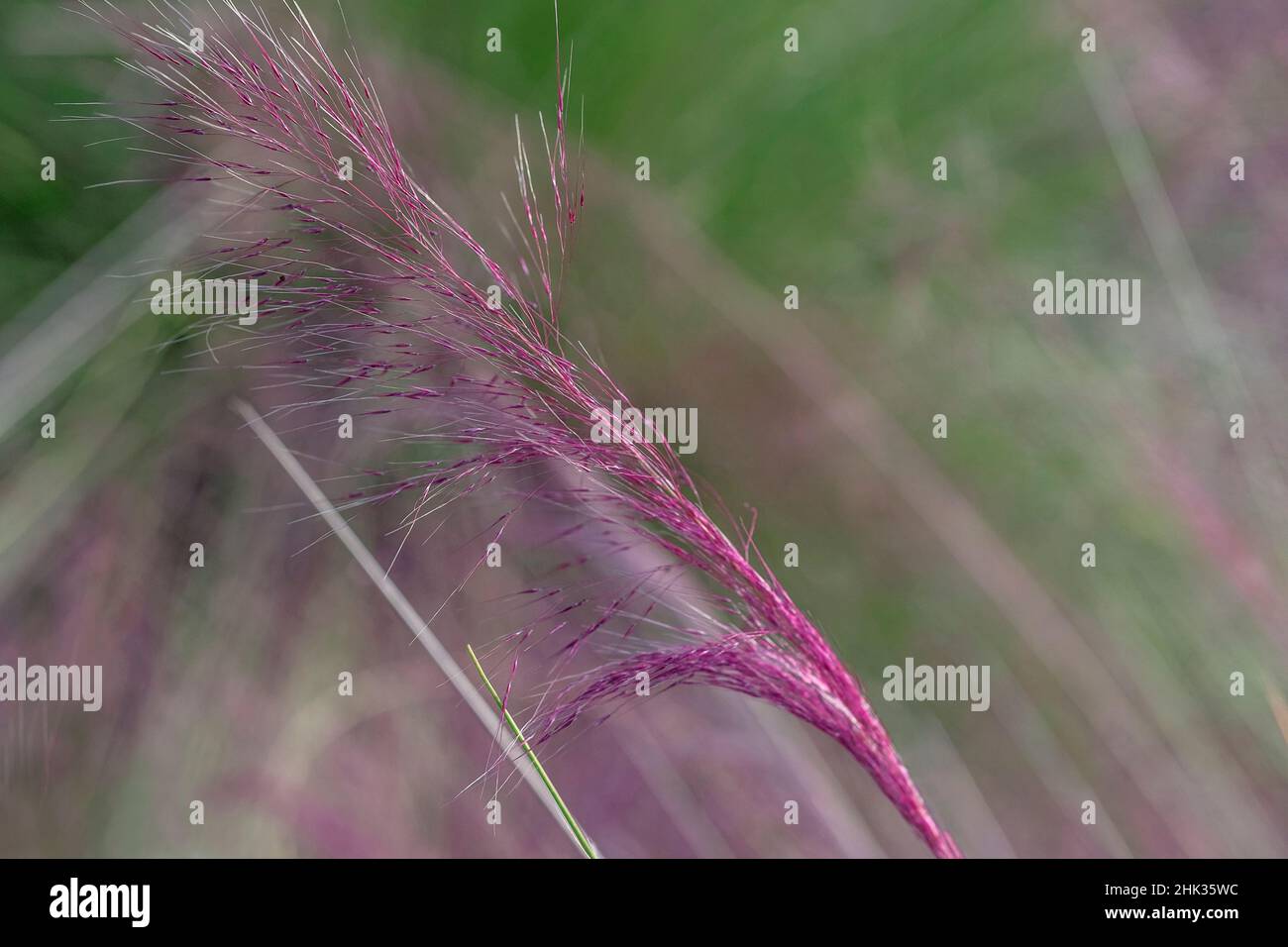 Pink muhly grass ornamental hi-res stock photography and images - Alamy
