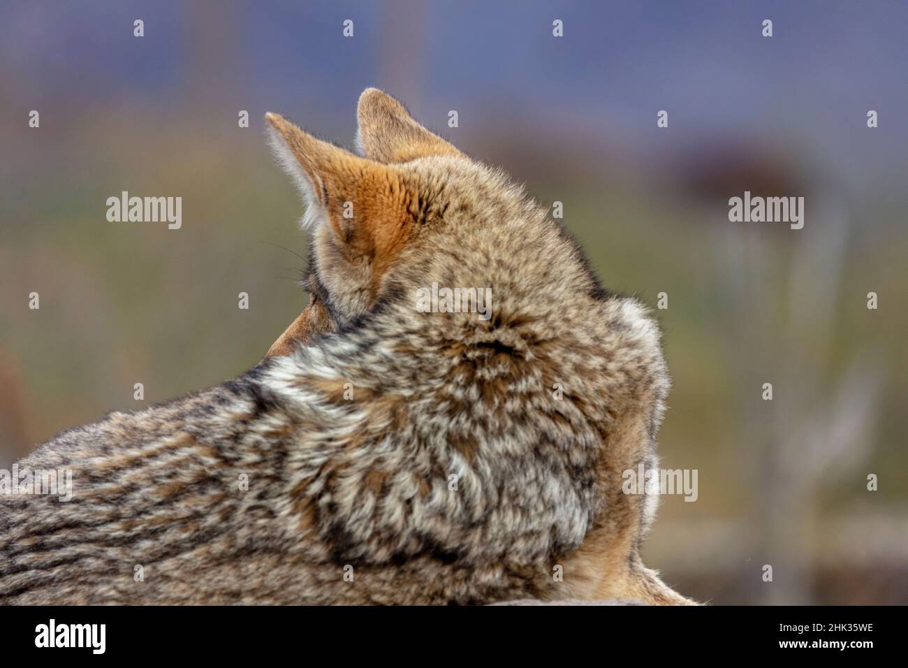 Coyote at the Arizona Sonoran Desert Museum in Tucson, Arizona, USA ...