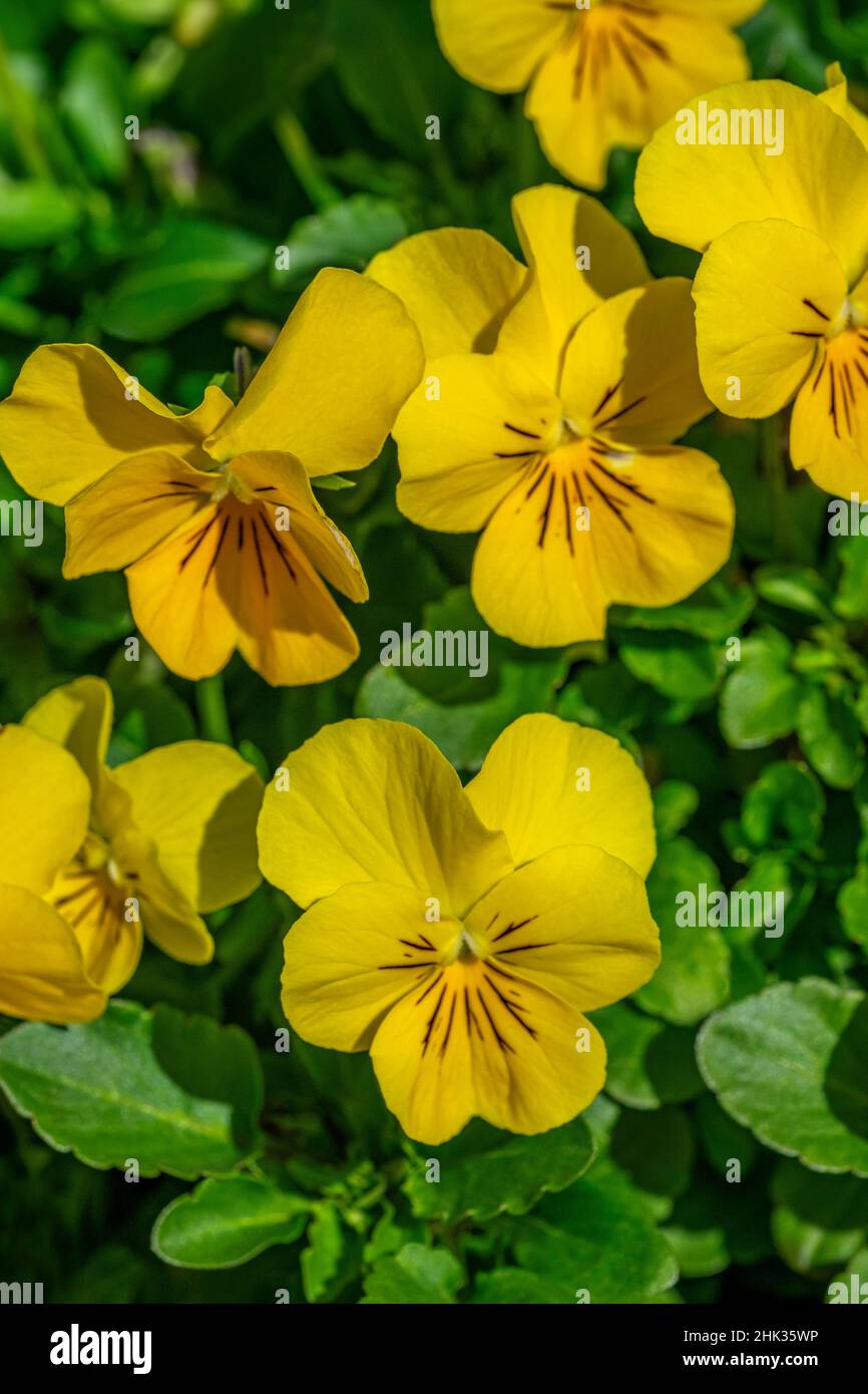 Yellow Johnny jump up Stock Photo - Alamy