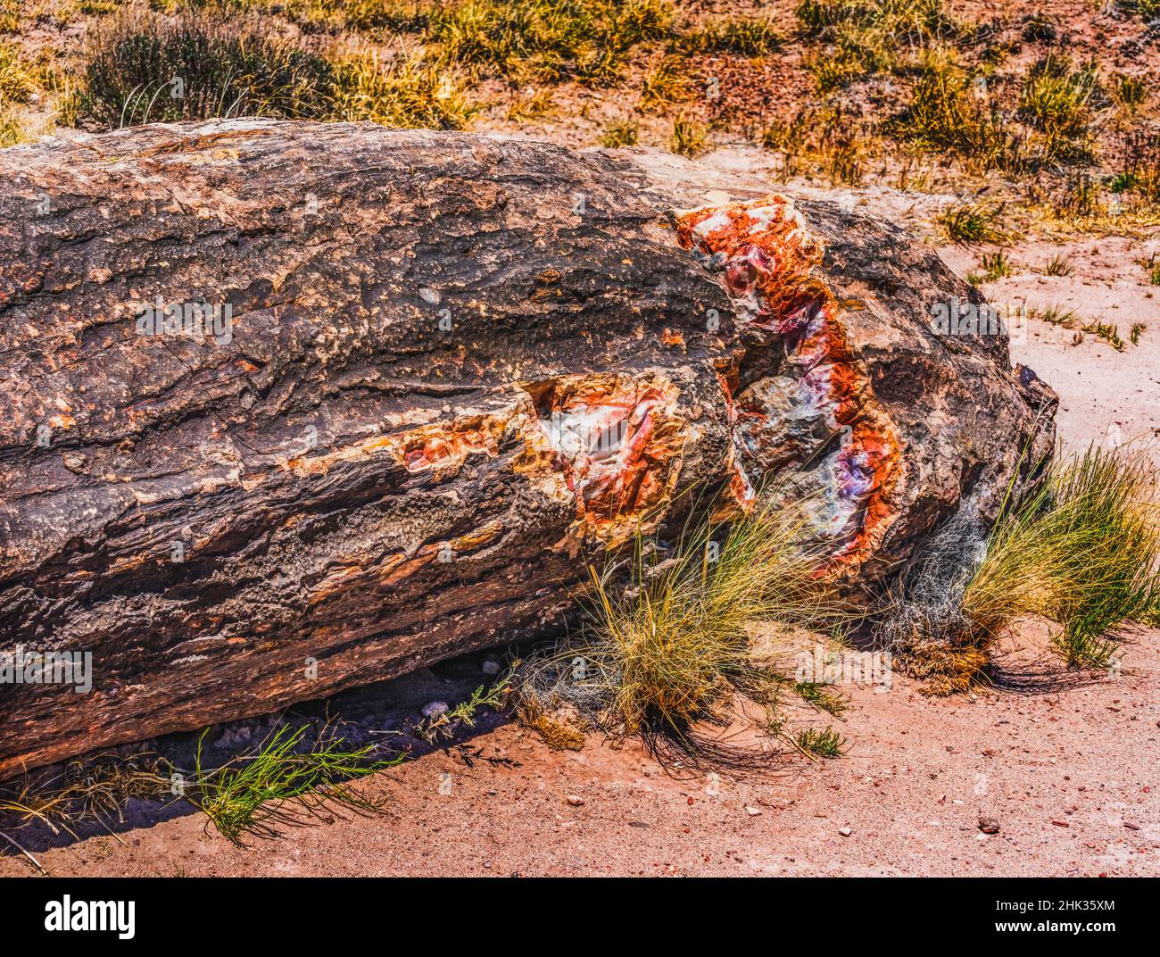 Red, orange and yellow petrified wood log, Blue Mesa, Petrified Forest ...