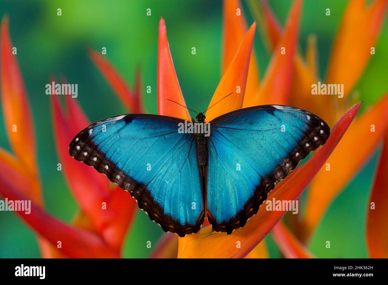 Tropical Butterfly the Blue Morpho, Morpho granadensis, on orange ...