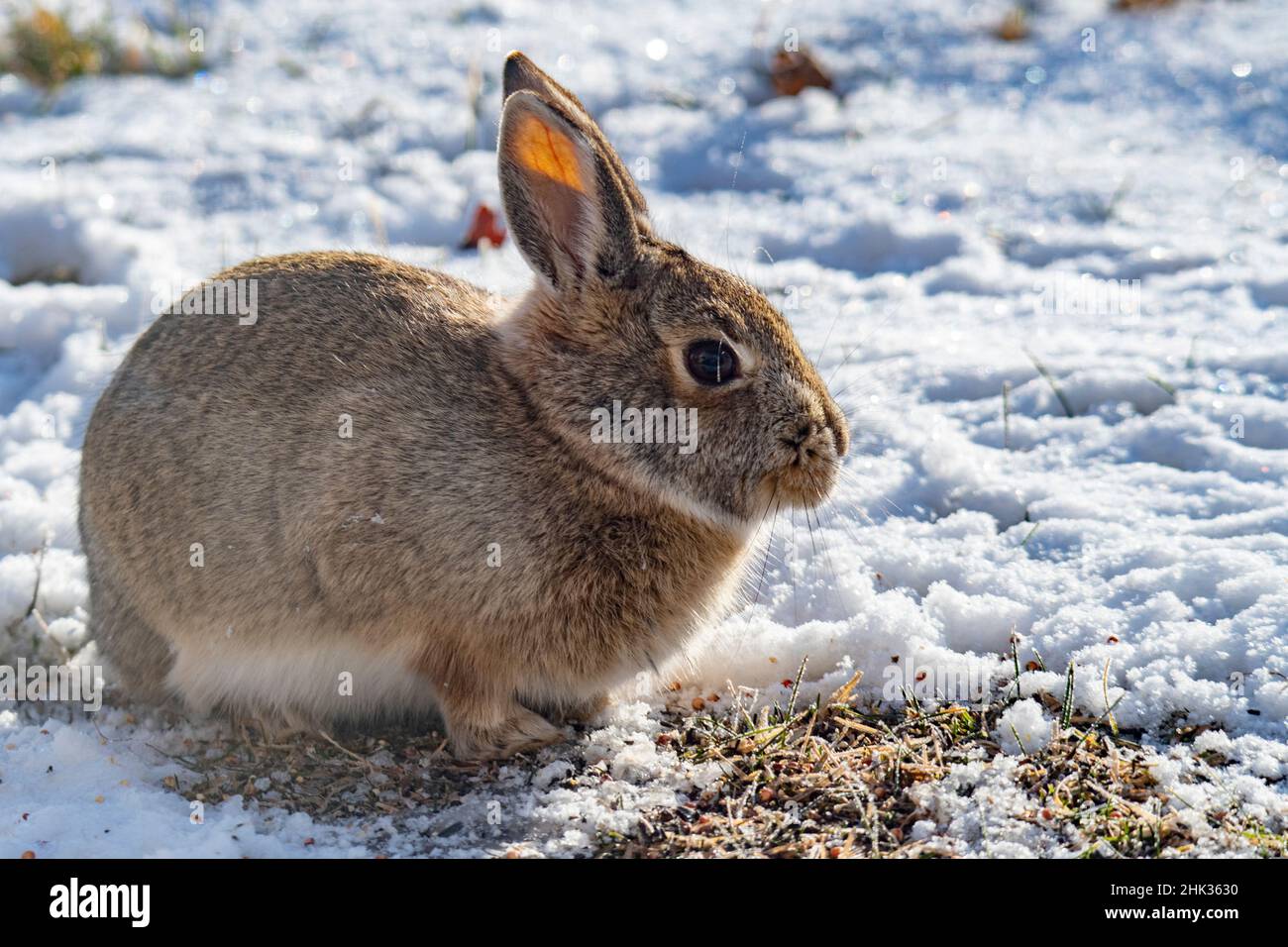 Rabbit in snow Stock Photo - Alamy