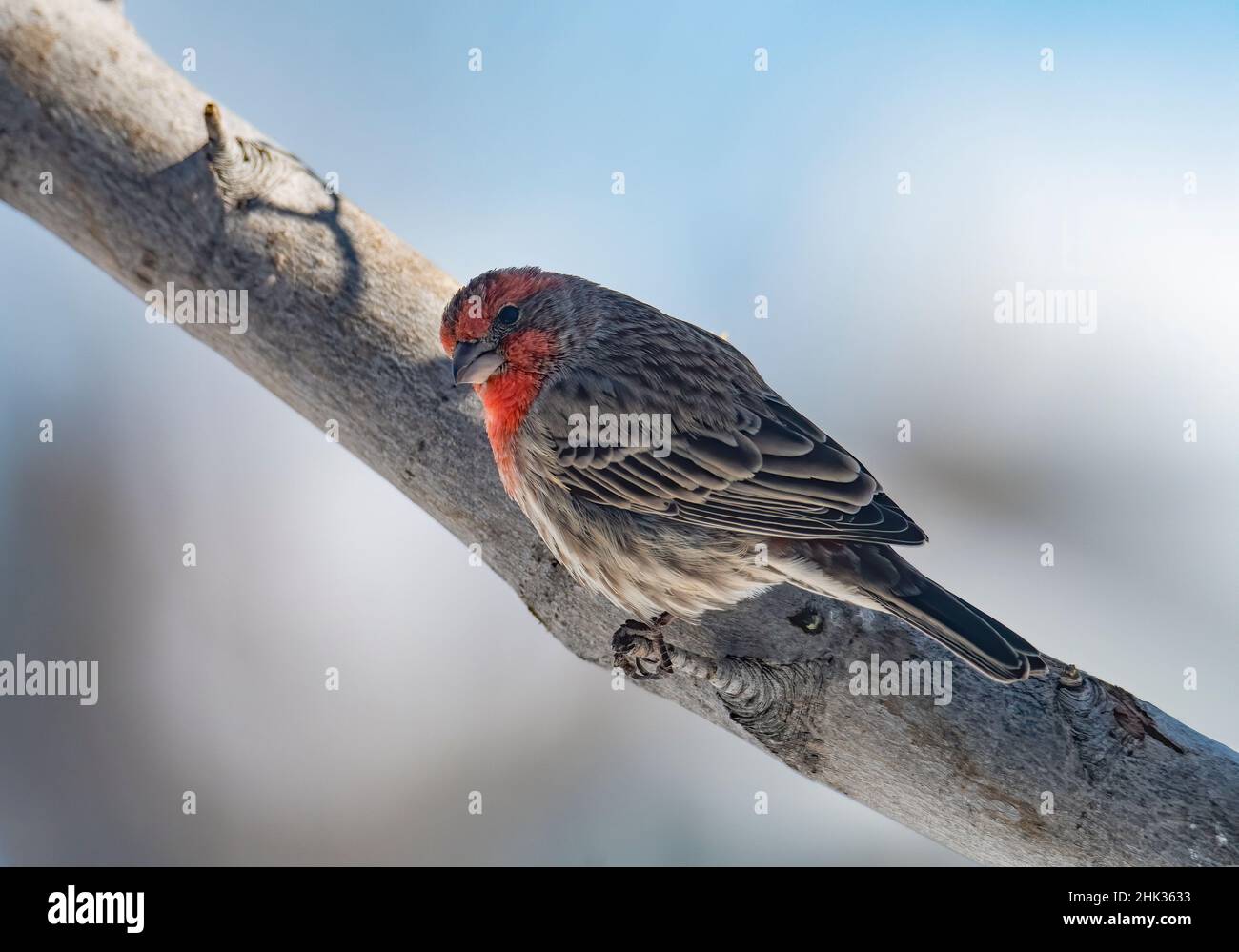 Finch george hi-res stock photography and images - Alamy