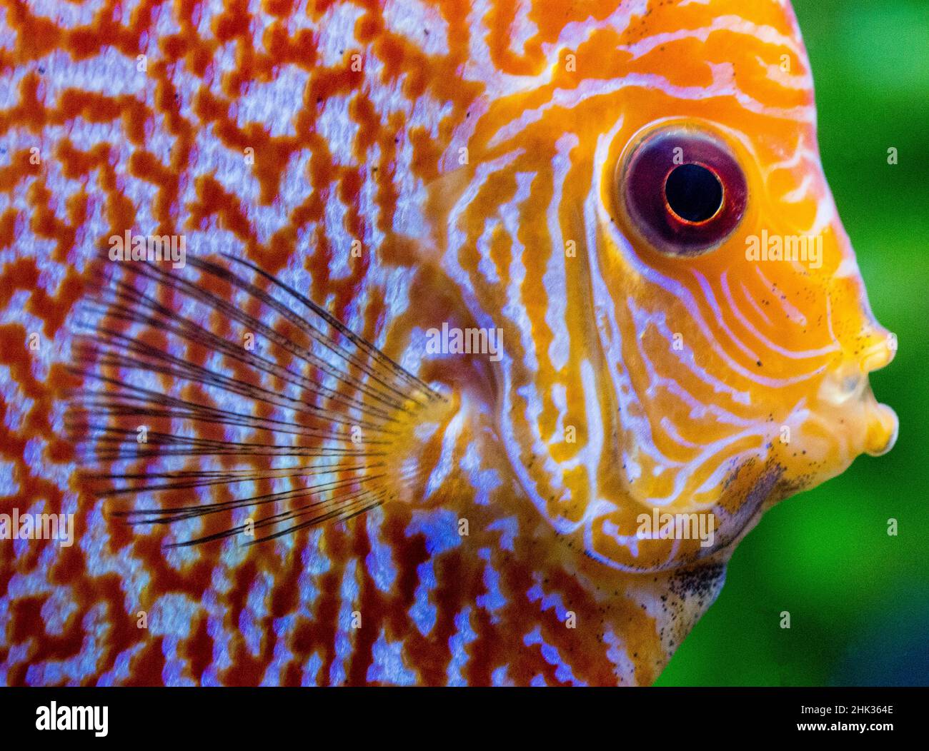 Super Pigeon Blood Discus