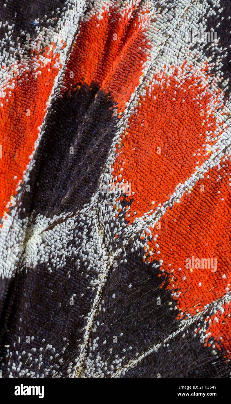 Close-up patterns of butterfly wings showing the tiny overlapping ...