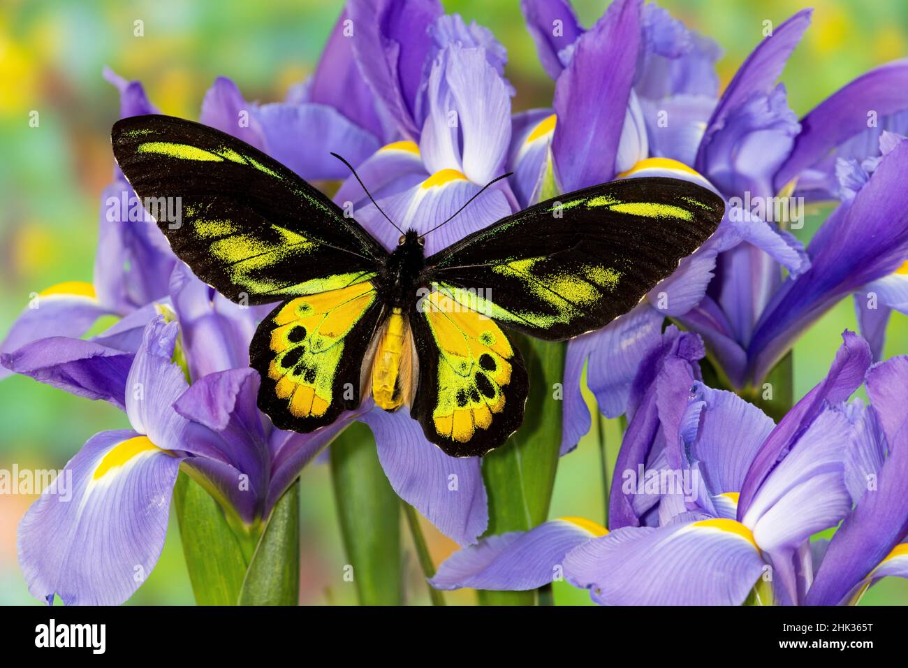 Tropical butterfly, Birdwing, male Ornithoptera rothschildi blue Dutch ...