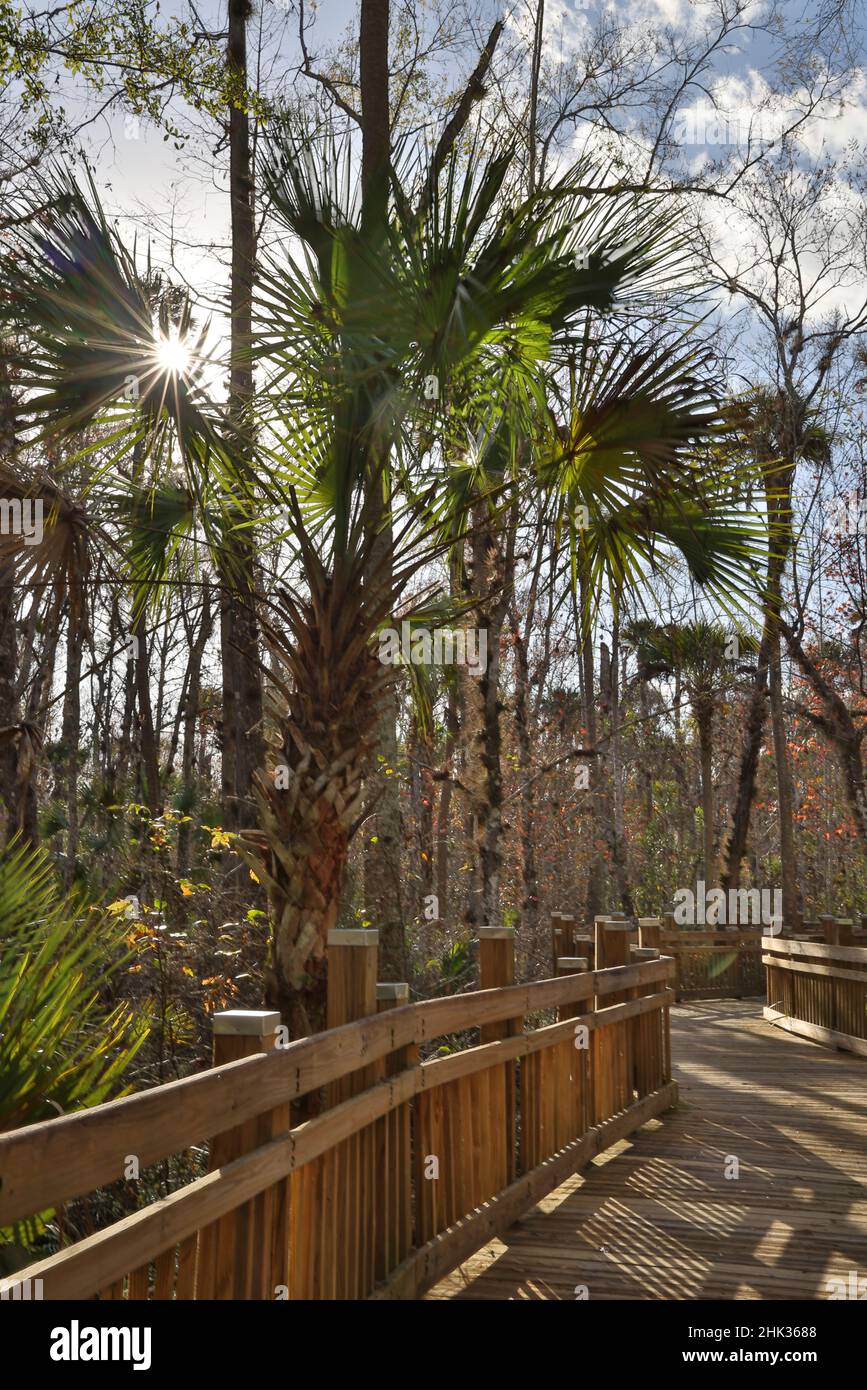 Celebration florida walking trail hi-res stock photography and images ...