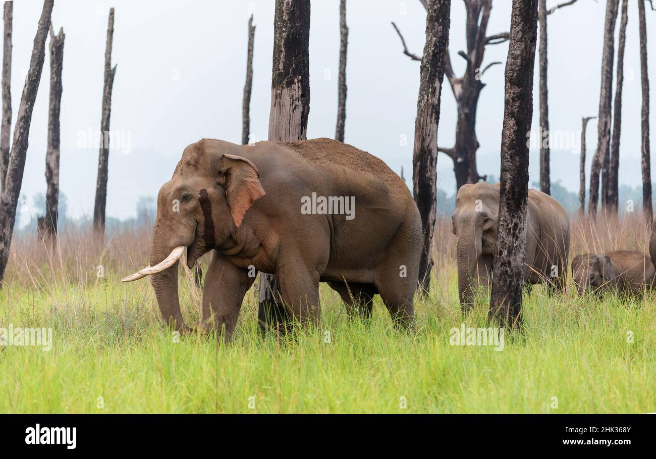Asian Elephants and burnt trees, Corbett National Park, India Stock ...
