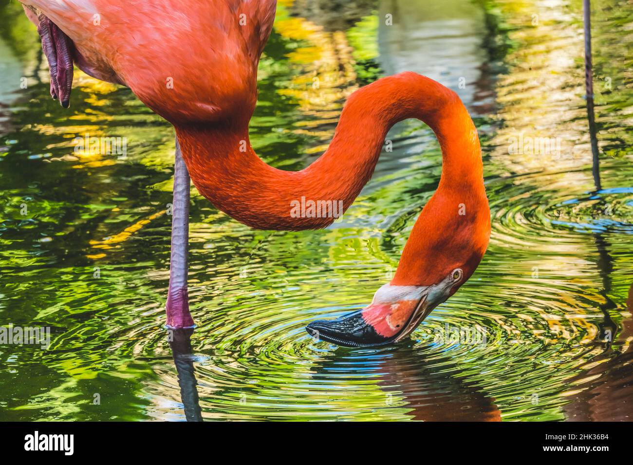 Flamingo florida hi-res stock photography and images - Alamy