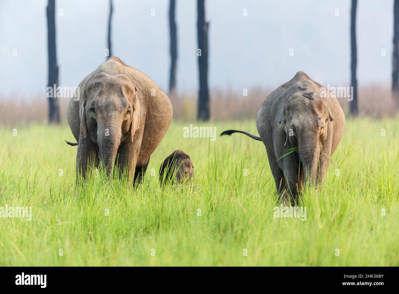 Asian Elephants and young one. Corbett National Park, India Stock Photo ...