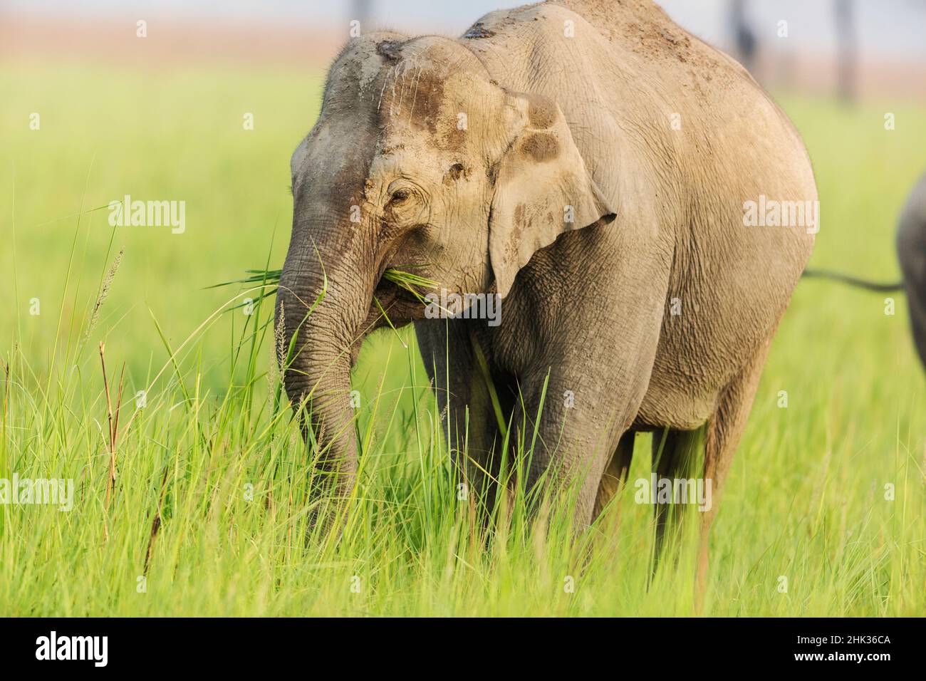 Asian Elephant feeding. Corbett National Park, India Stock Photo - Alamy