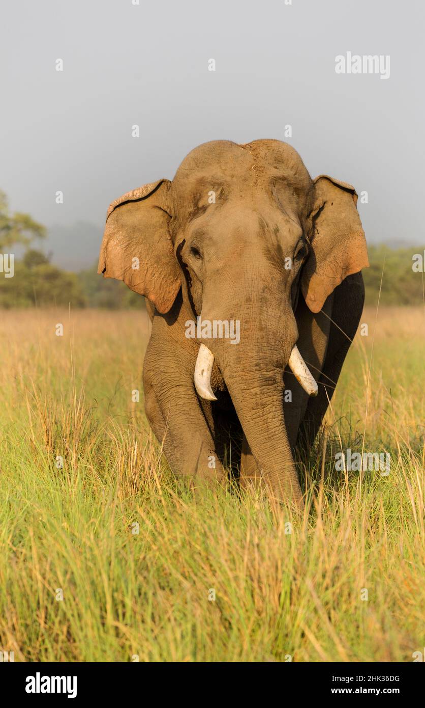 Asian elephant in musth hi-res stock photography and images - Alamy