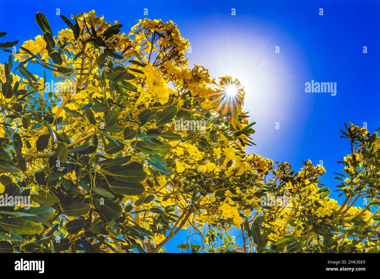 Caribbean trumpet tree macro, Palm Beach, Florida Stock Photo - Alamy