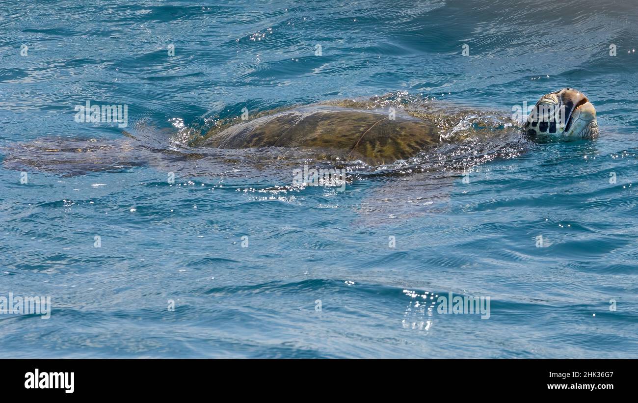Hawaiian Green Sea Turtle swimming at Waikiki, Oahu, Hawaii Stock Photo ...