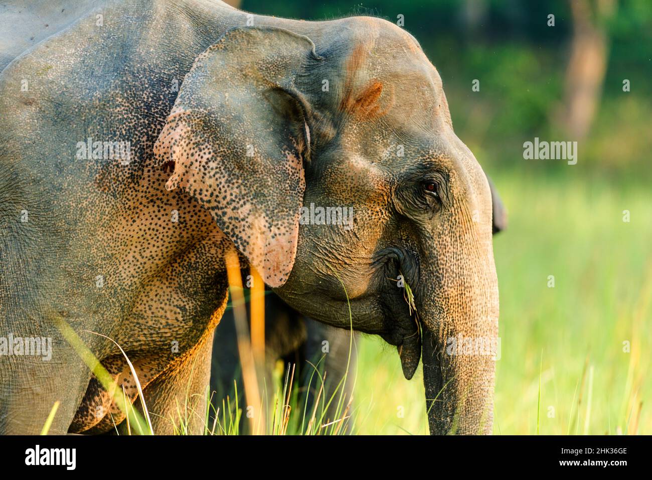 Asian Elephant with pink pigmentation, Corbett National Park, India ...