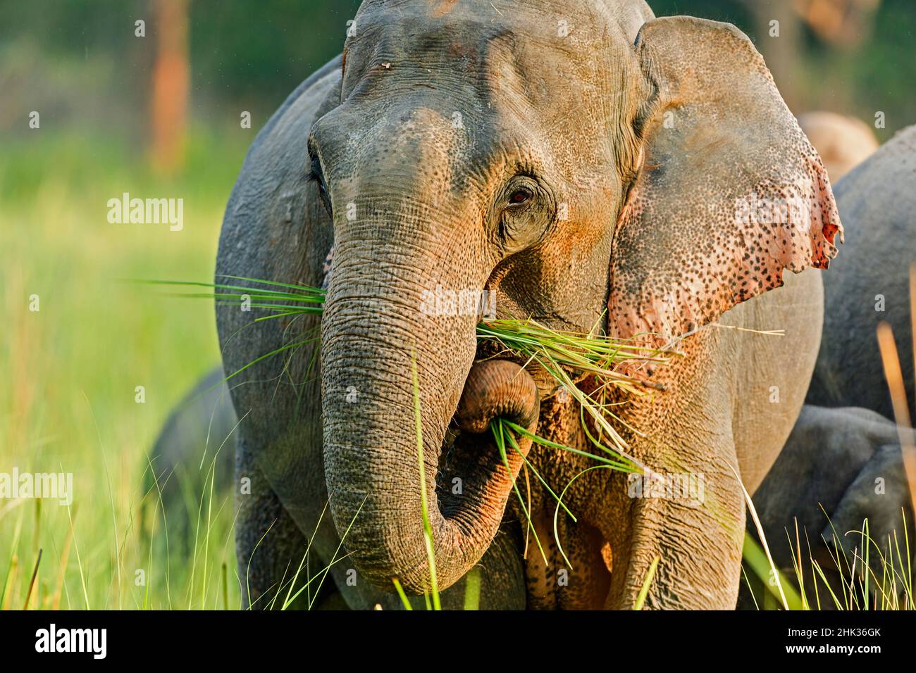 Asian Elephant with pink pigmentation, Corbett National Park, India ...