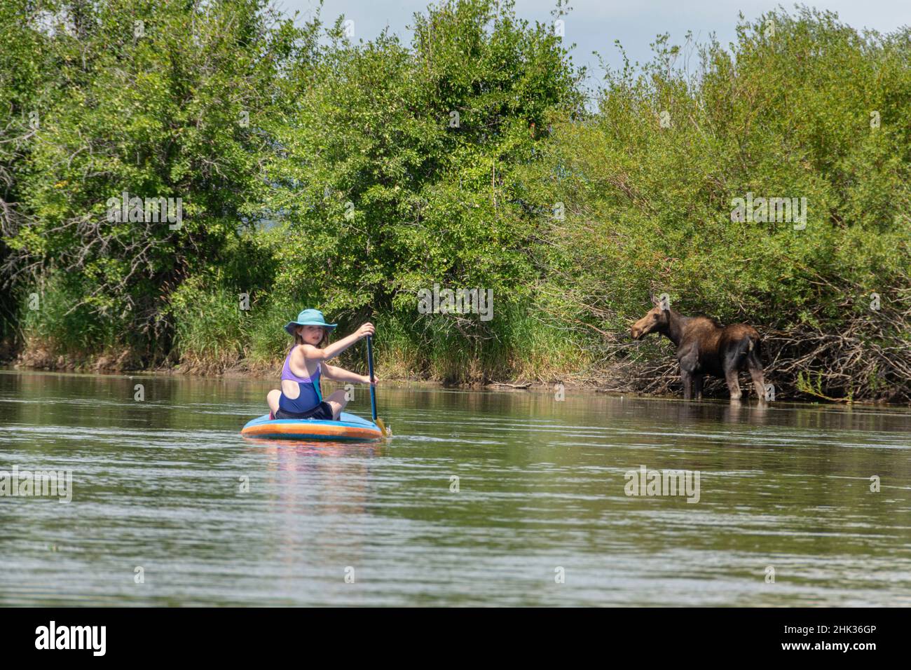 Woman on stand up paddleboard on Teton River with up close encounter ...