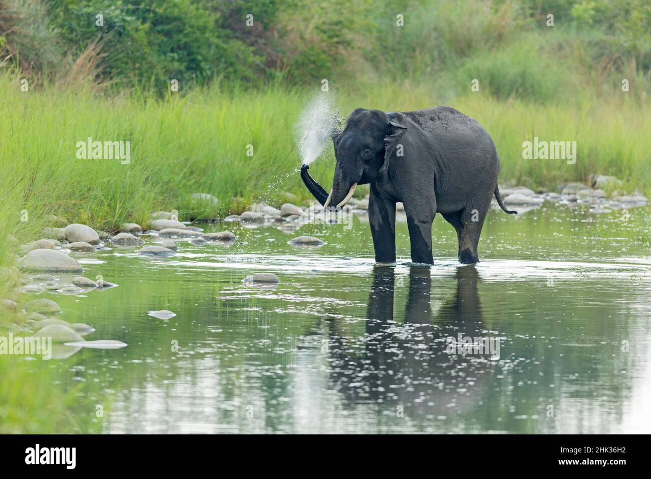 Young Asian Elephant spraying water. Corbett National Park, India Stock ...