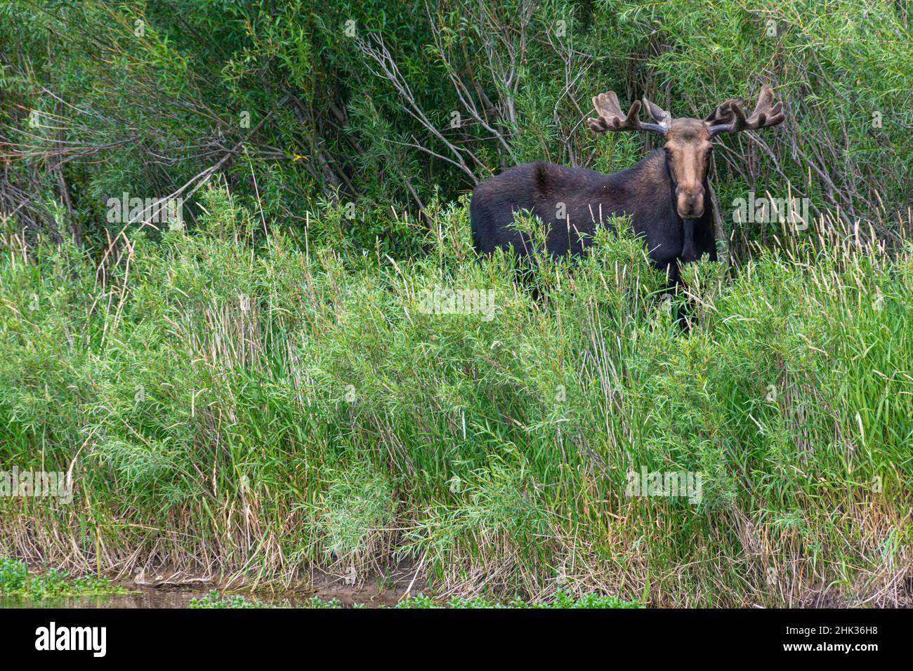 USA, Idaho. Bull Moose Eye to eye with photographer, Teton Valley Stock ...