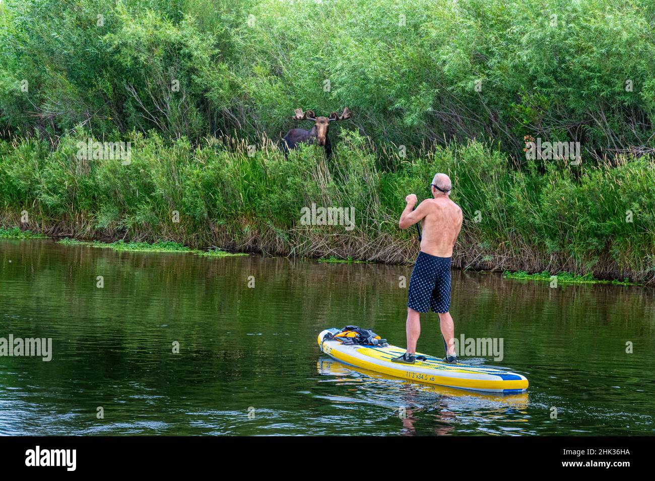 USA, Idaho. Bull Moose and man on standup paddleboard have close ...